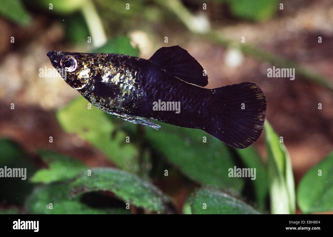 Molly poecilia sphenops Banque de photographies et d’images à haute ...