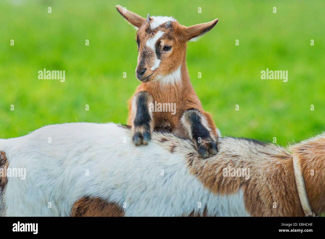 Chevreau bouc Banque de photographies et d’images à haute résolution ...