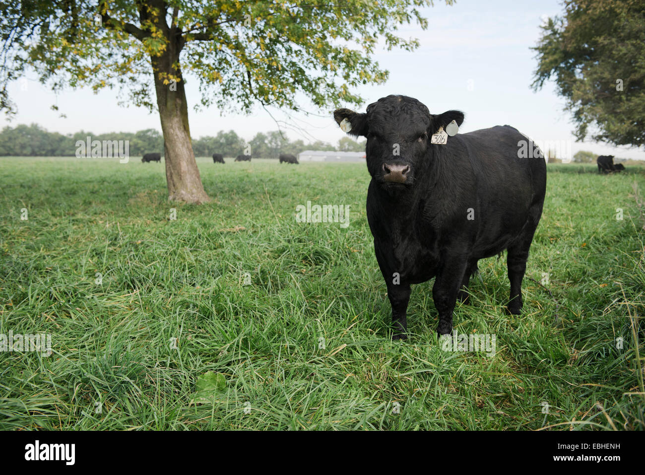 Vache noire Banque de photographies et d’images à haute résolution - Alamy