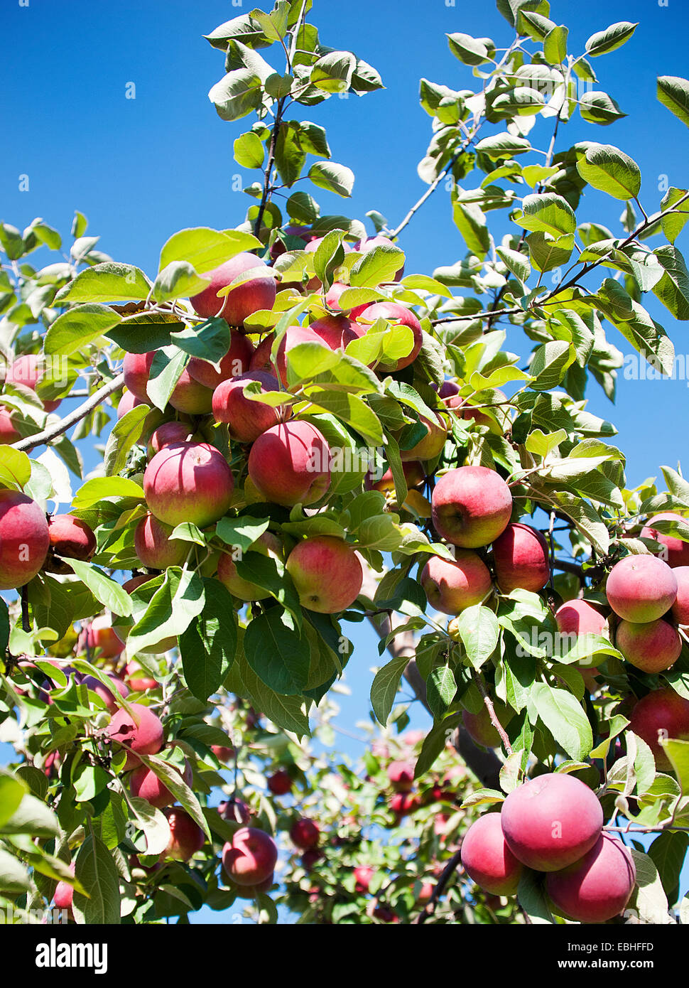 Pommier aux fruits Banque de photographies et d’images à haute ...