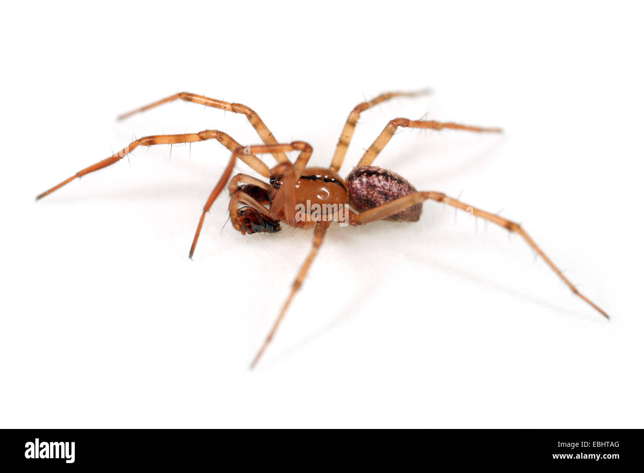 Tisserands de lignes Banque d'images détourées - Alamy