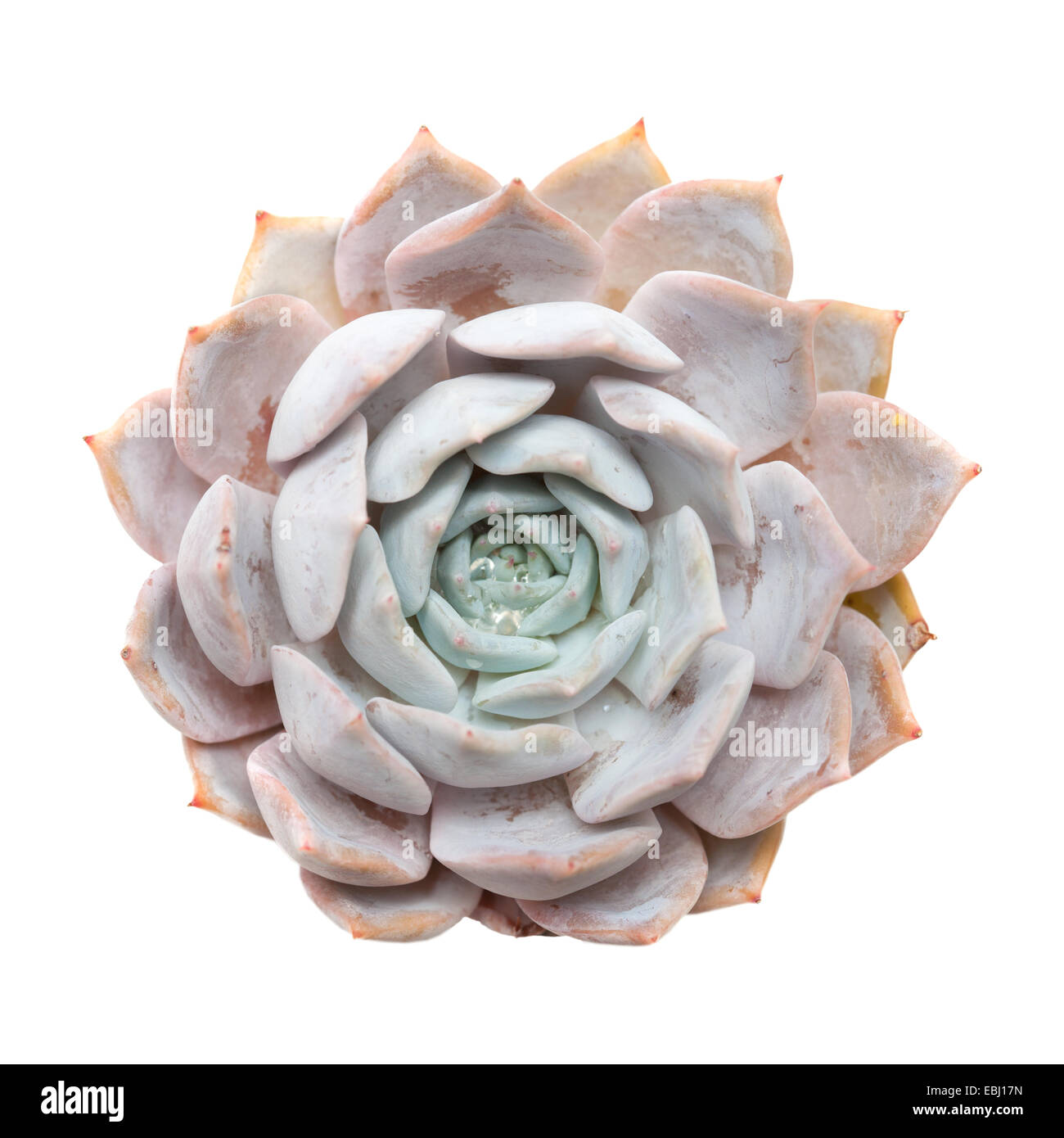 Groundcover plant Banque d'images détourées - Alamy