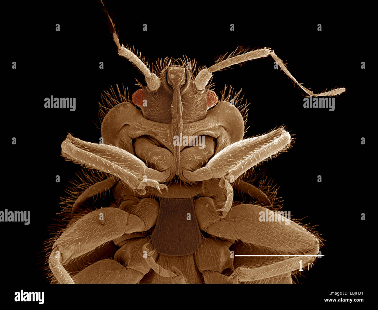 Cimex sp Banque de photographies et d’images à haute résolution - Alamy