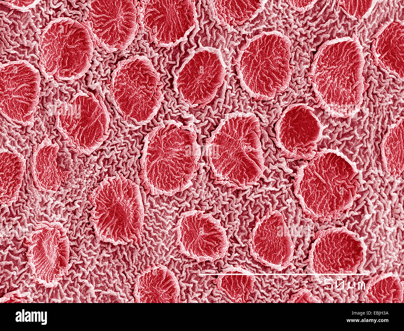 Flower petal microscope Banque de photographies et d’images à haute ...