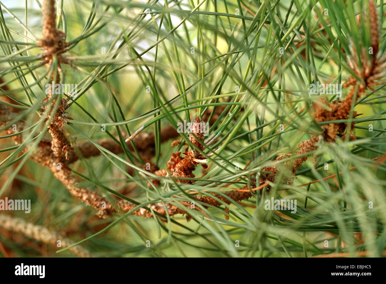 Pinus pinaster leaf Banque de photographies et d’images à haute ...