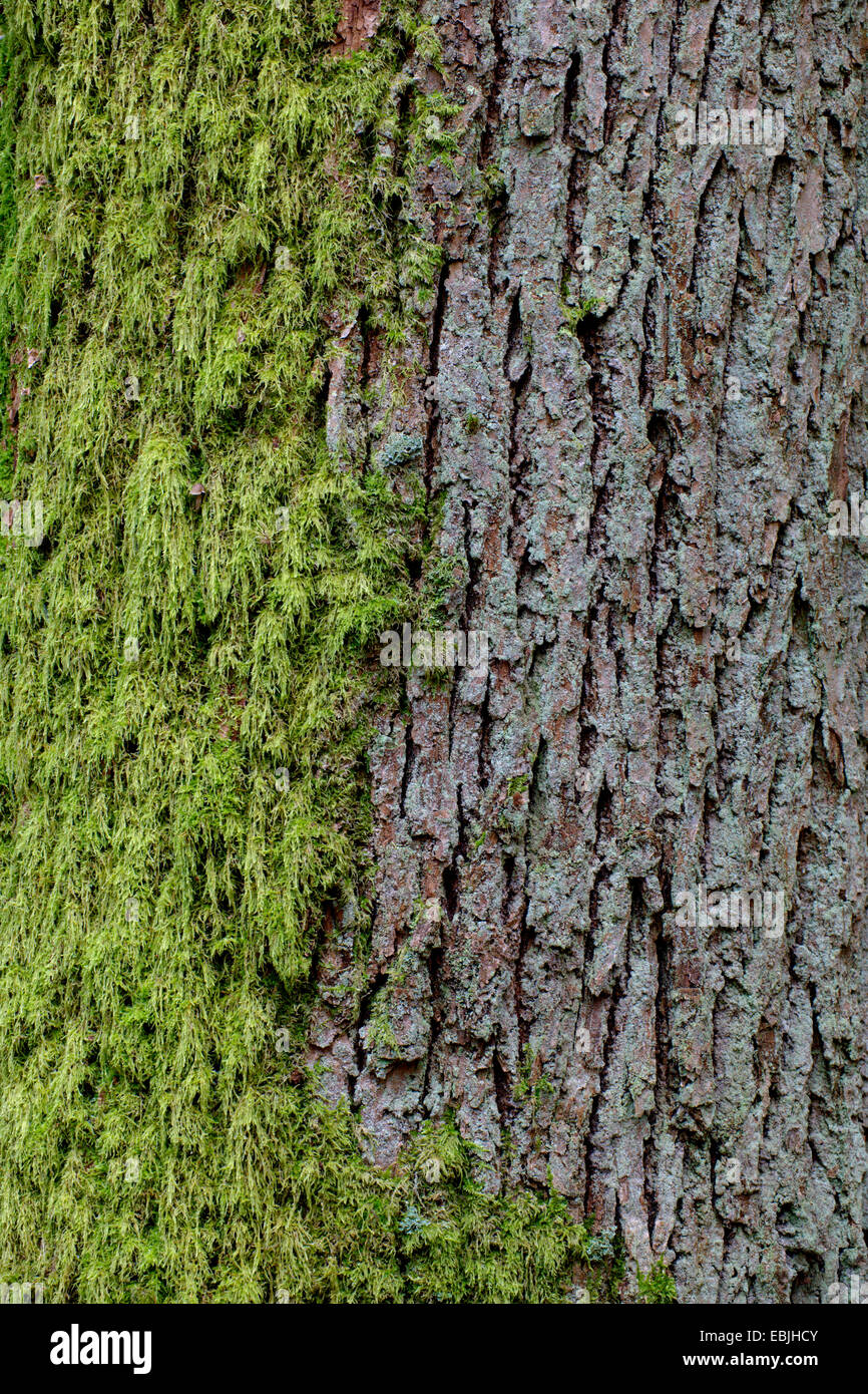 Le chêne commun, le chêne pédonculé, chêne pédonculé (Quercus robur), l ...