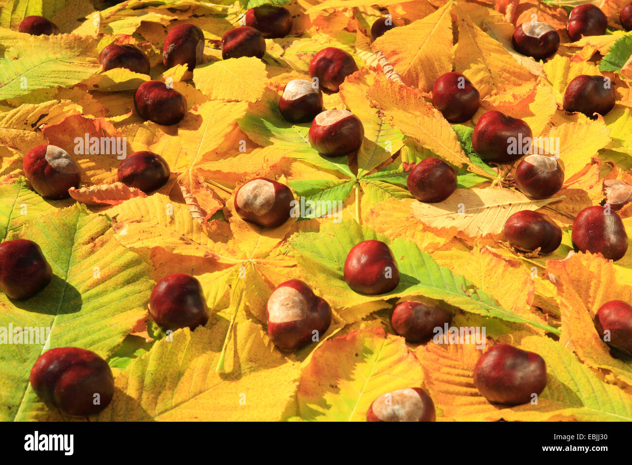 Le marronnier commun (Aesculus hippocastanum), les fruits et les ...