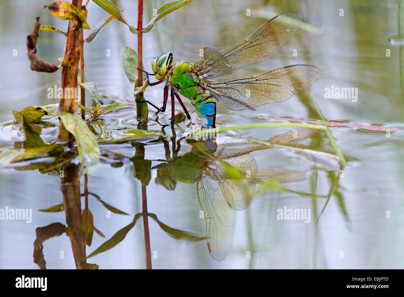Oeufs de libellule Banque de photographies et d’images à haute résolution - Alamy