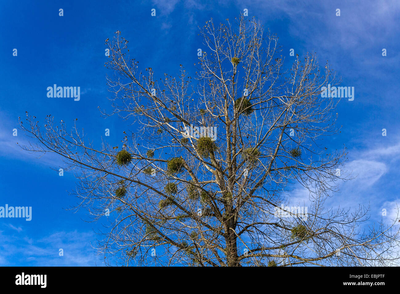 Un arbre avec gui Banque de photographies et d’images à haute ...