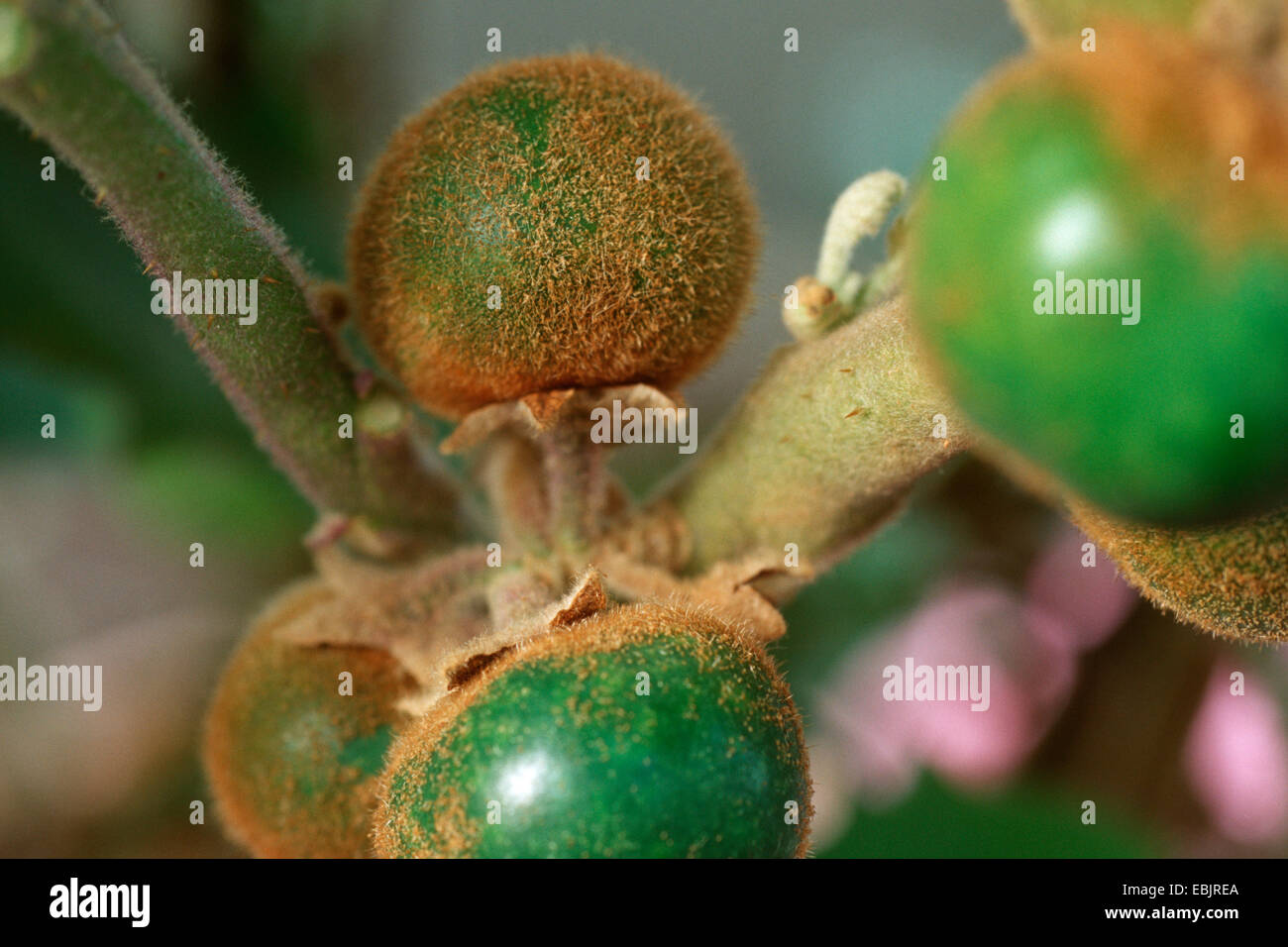 Lulo naranjilla solanum quitoense plant Banque de photographies et d ...