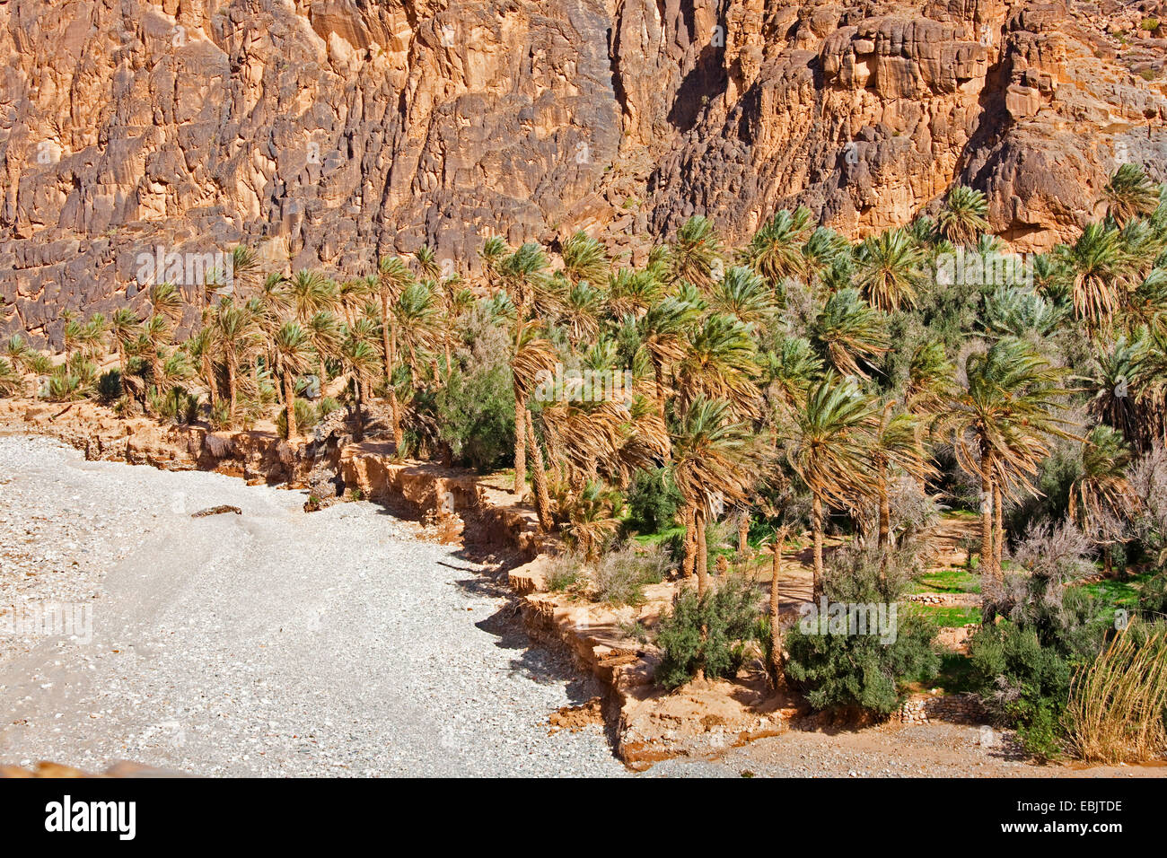 Palmier dattier (Phoenix dactylifera), Palm oasis à côté d'un oued, le ...
