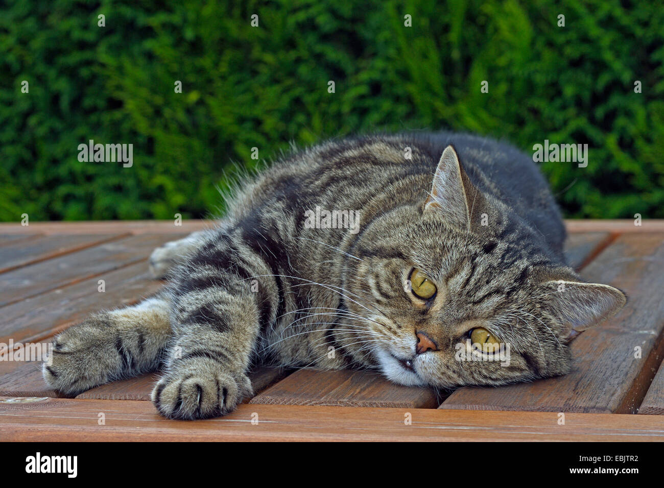 British Shorthair (Felis silvestris catus). f, sept ans dans tomcat ...