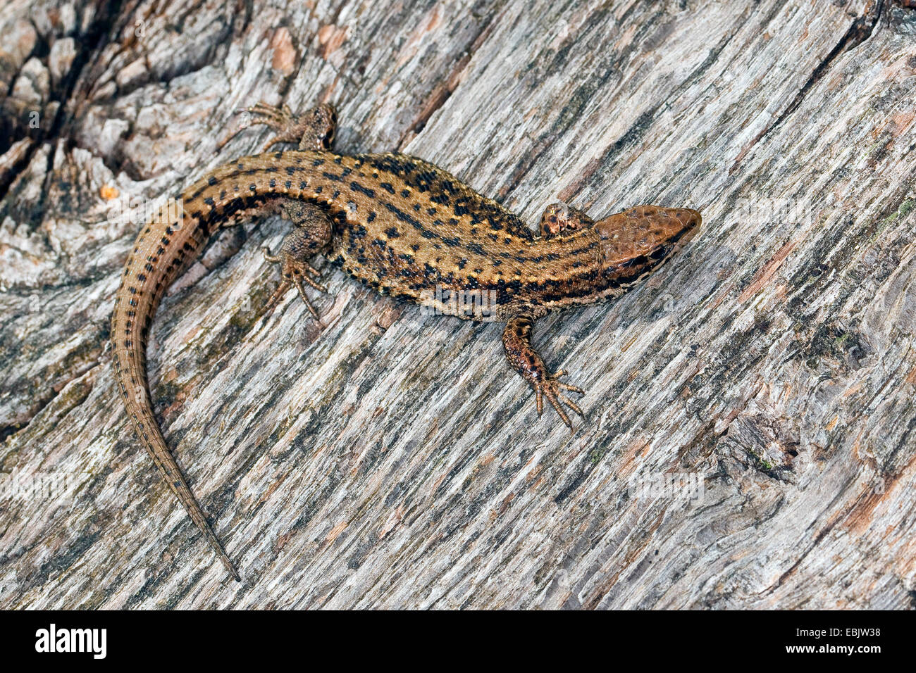 Lézards européens Banque de photographies et d’images à haute ...