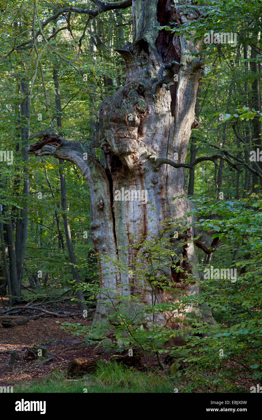 Chêne (Quercus spec.), chêne mort en forêt Sababurg, Allemagne, Hesse ...