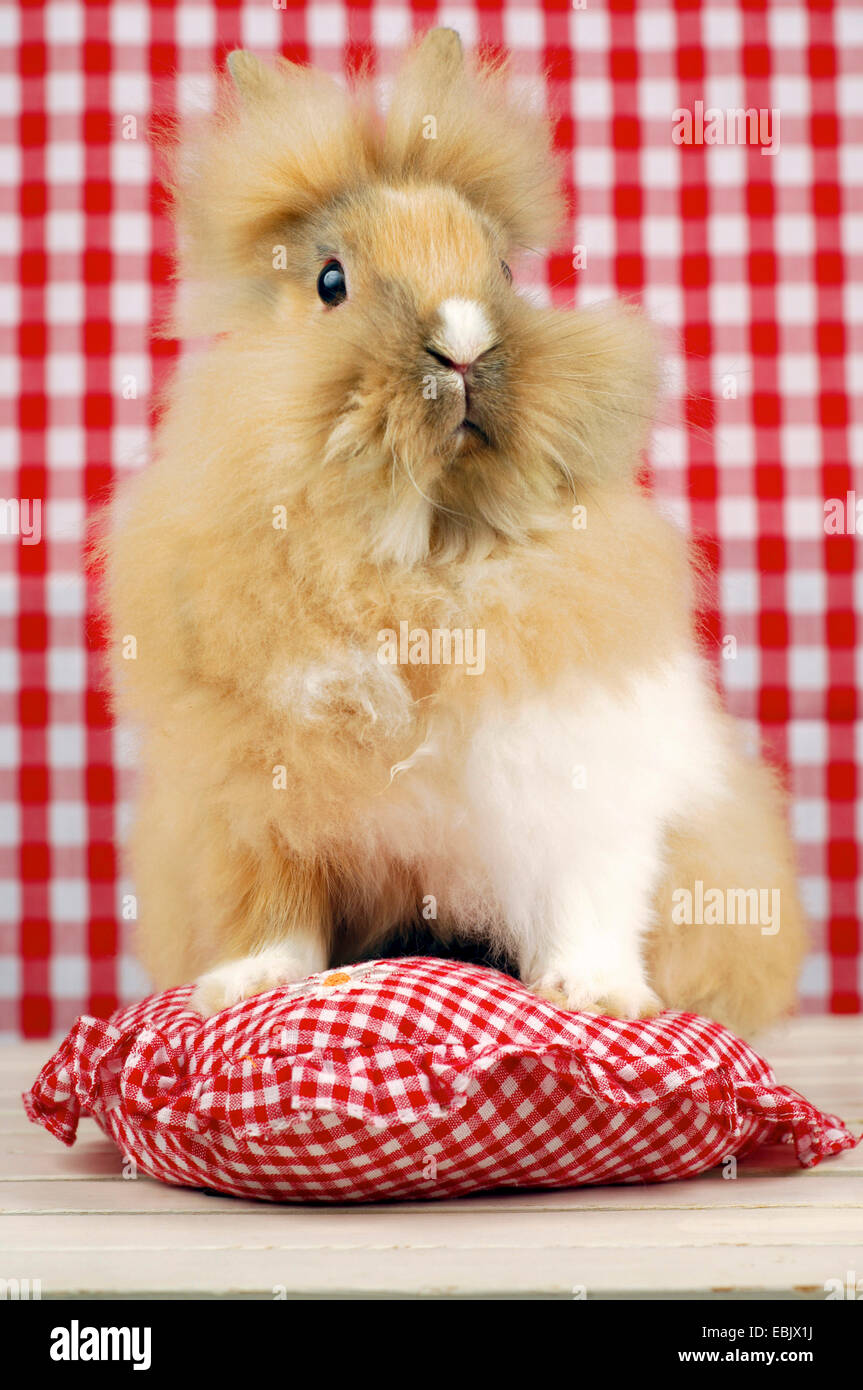 Lapin nain rouge sur fond blanc Banque de photographies et d’images à haute résolution - Alamy