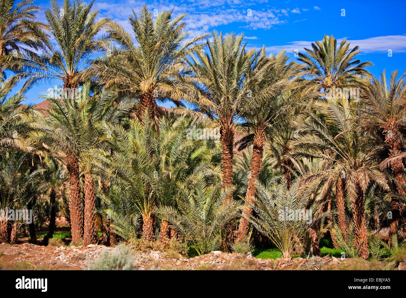 Palmier dattier marocain Banque de photographies et d’images à haute ...