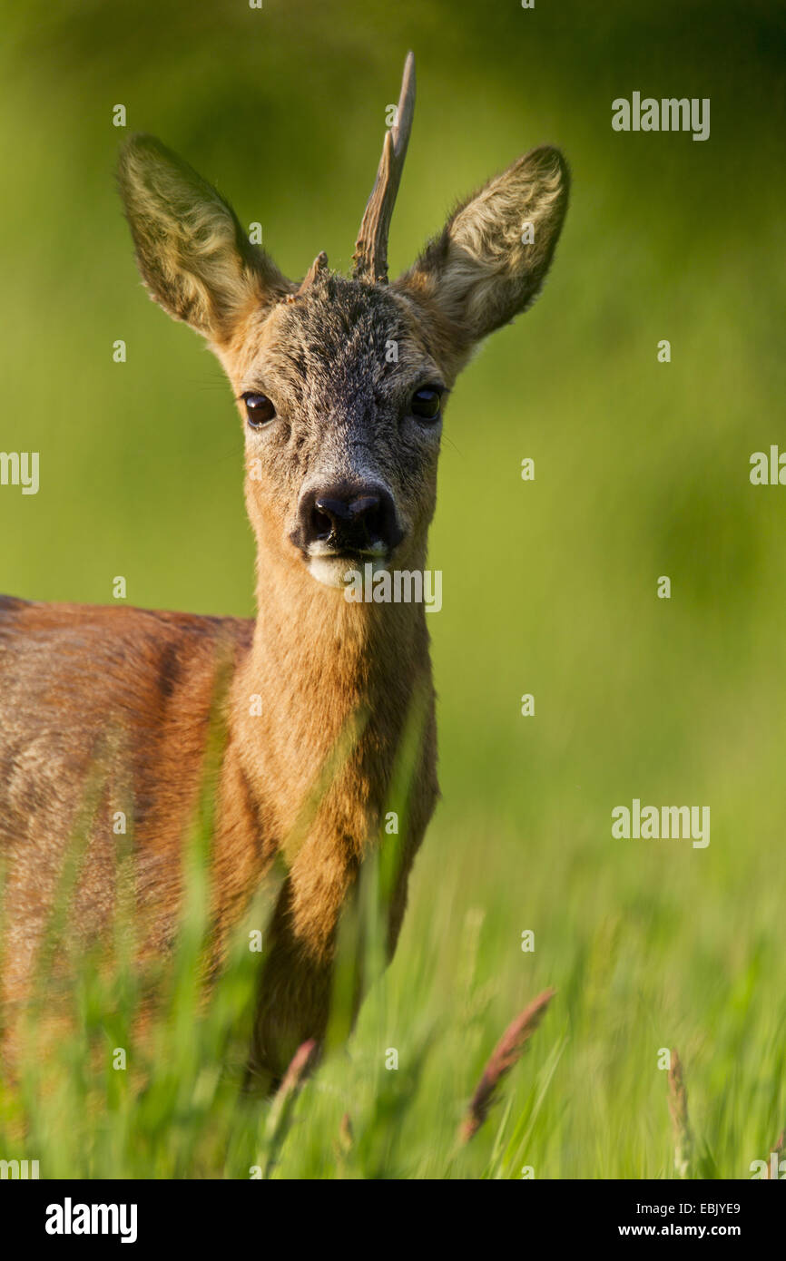 Le chevreuil (Capreolus capreolus), buck une seule corne dans un pré ...