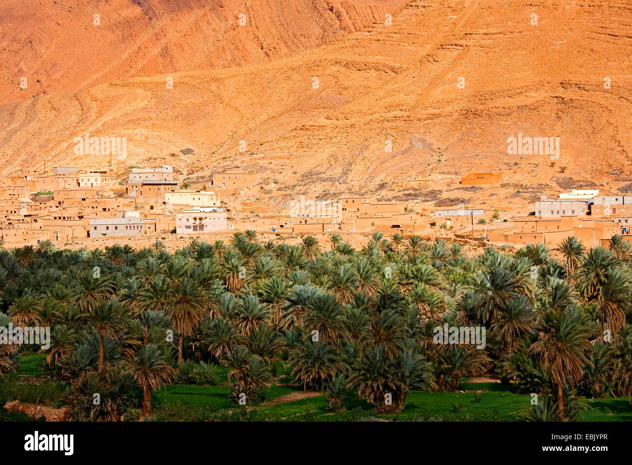 Palmier marocain Banque de photographies et d’images à haute résolution ...