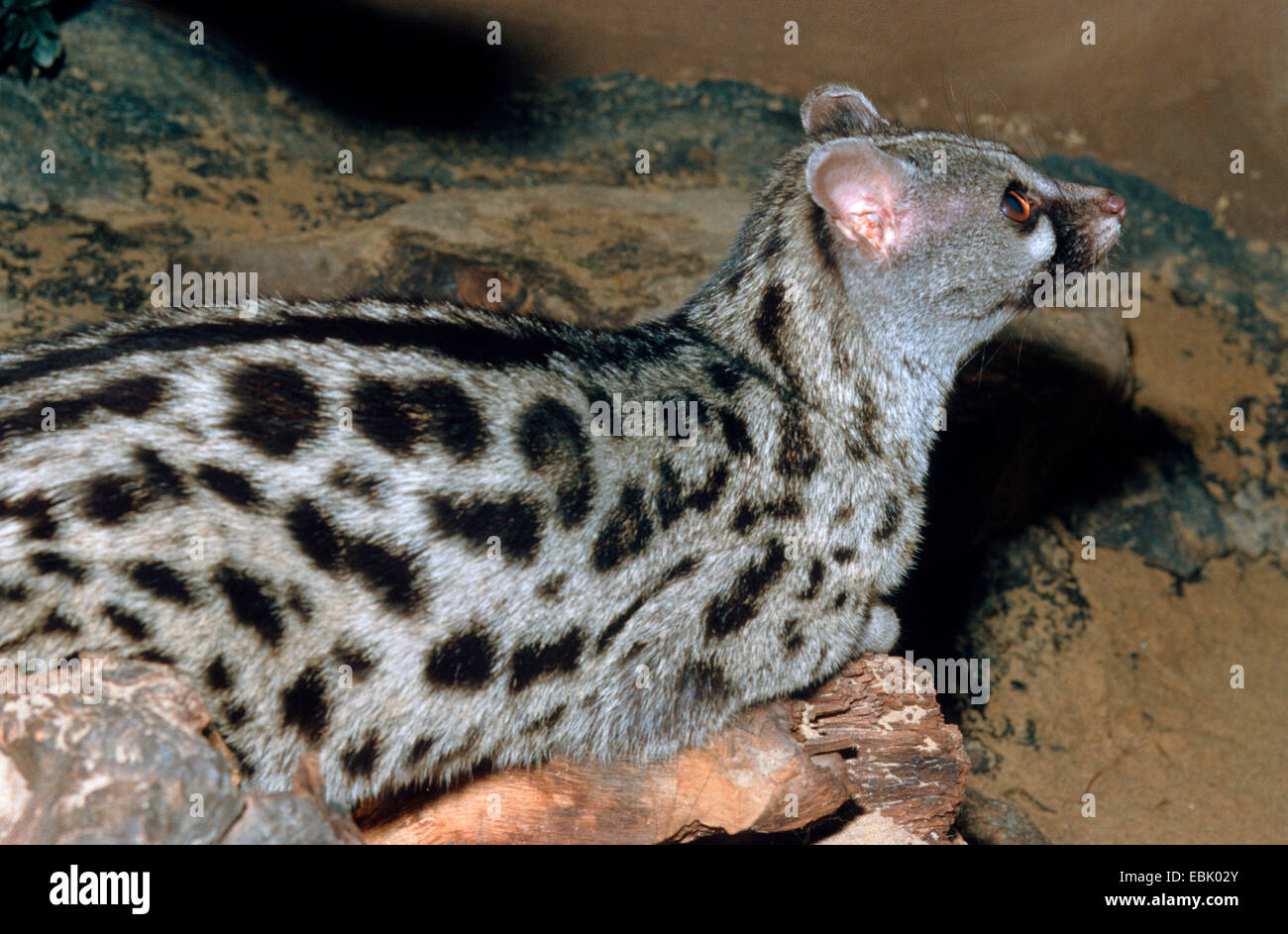 Petit genetta genetta genetta Banque de photographies et d’images à ...