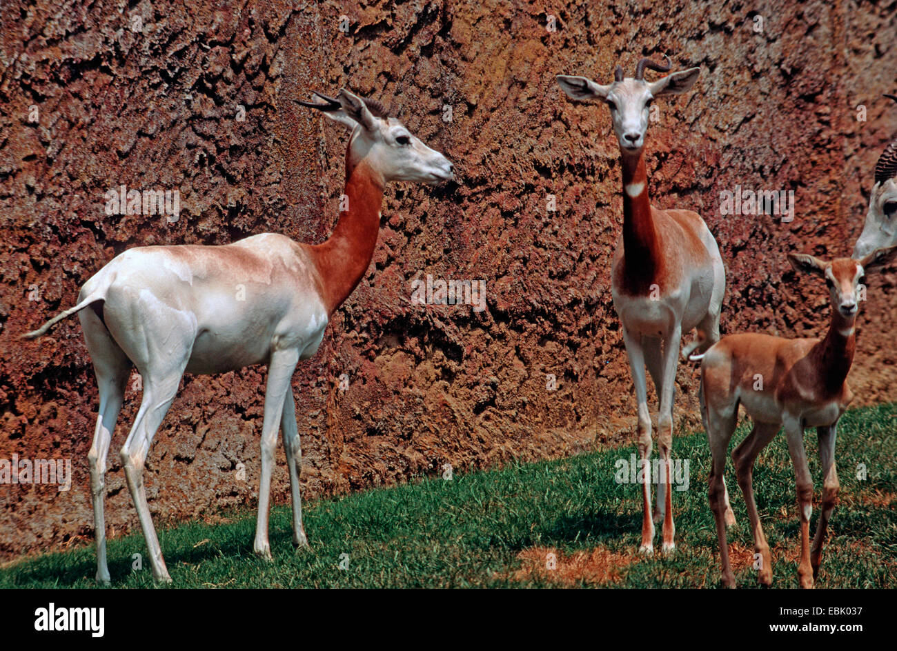 Addra gazelles Banque de photographies et d’images à haute résolution ...