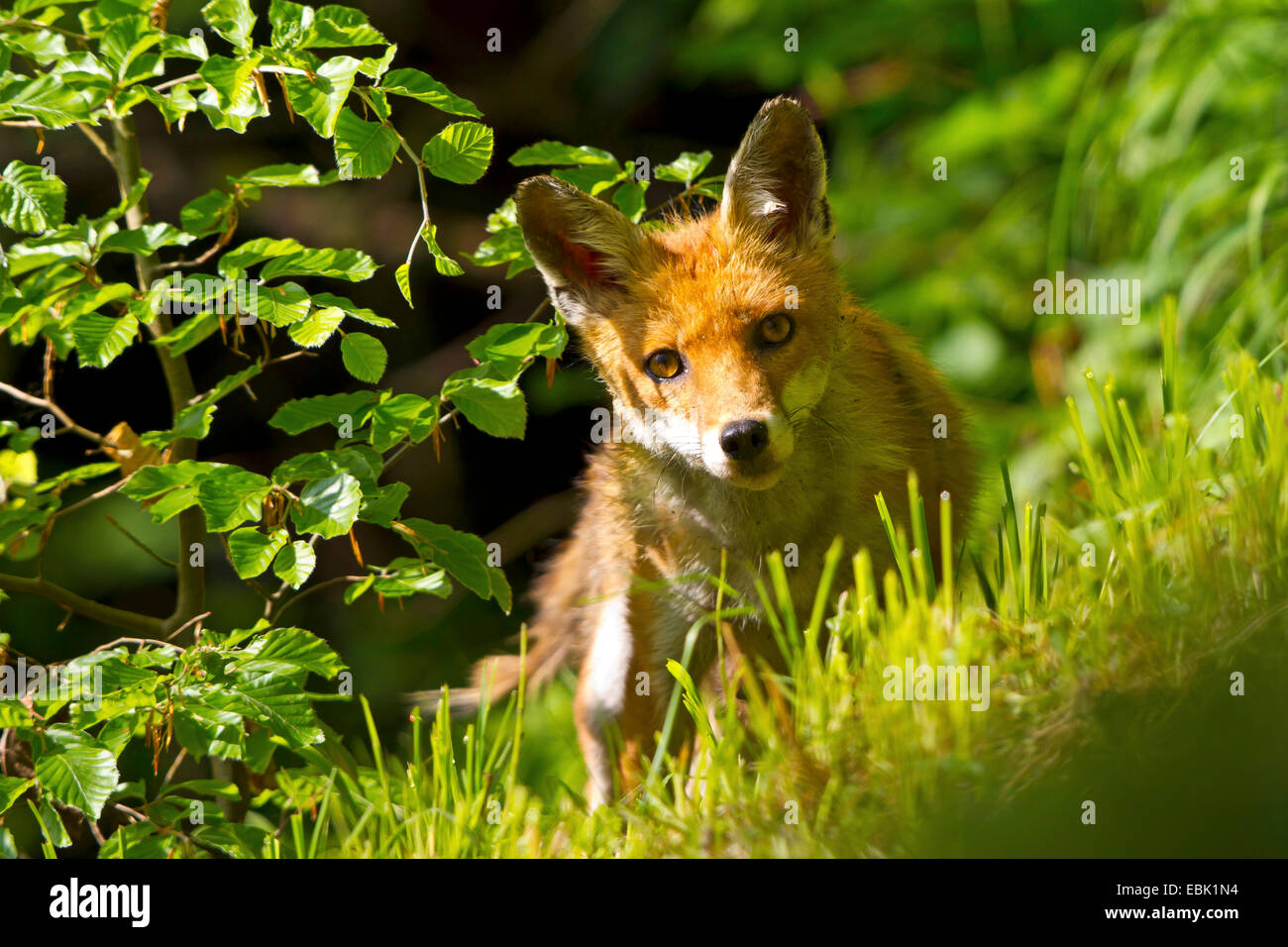 Le renard roux (Vulpes vulpes), sur l'alimentation animale, Suisse ...