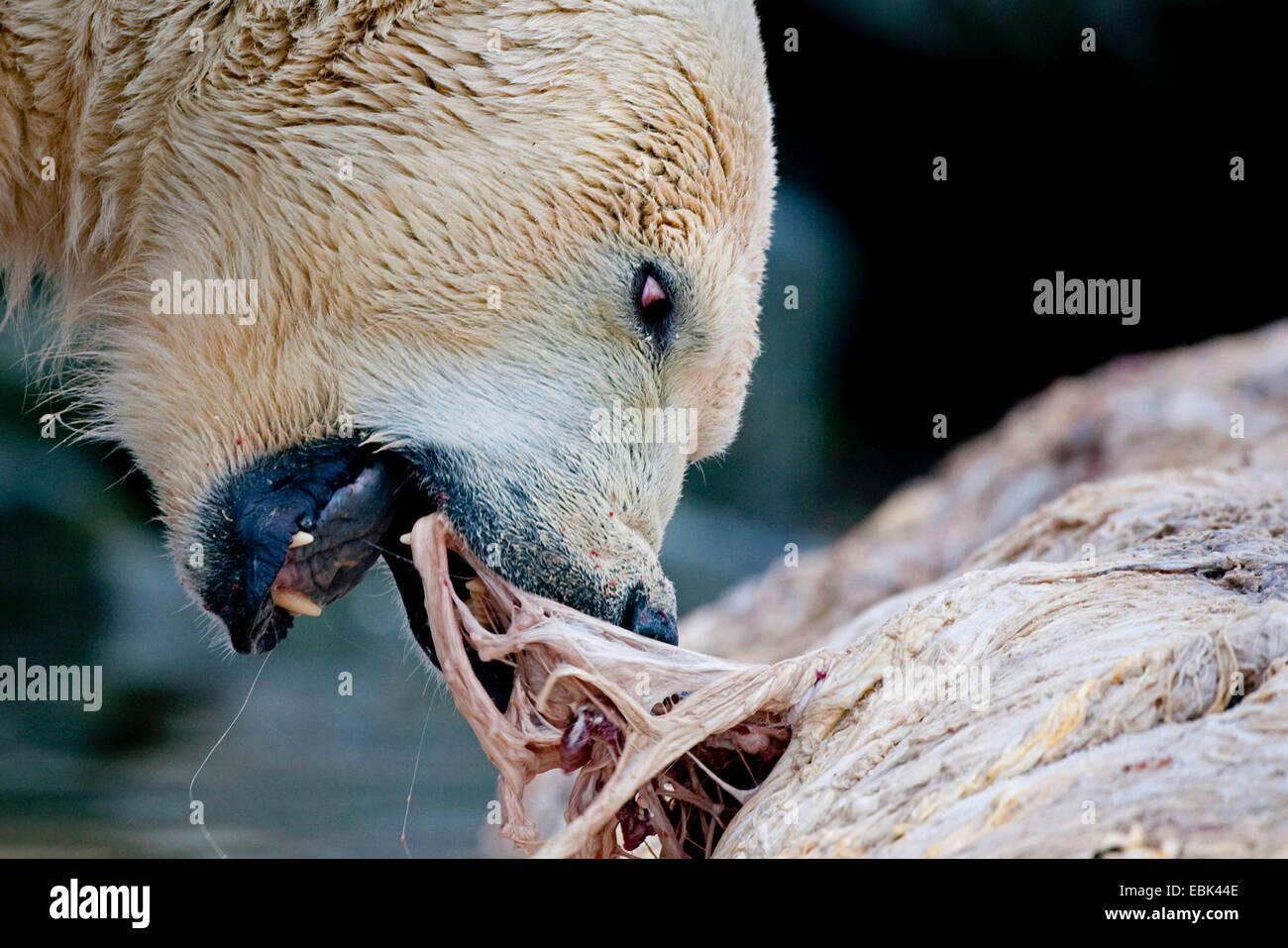 Mangeur de chair Banque de photographies et d’images à haute résolution ...
