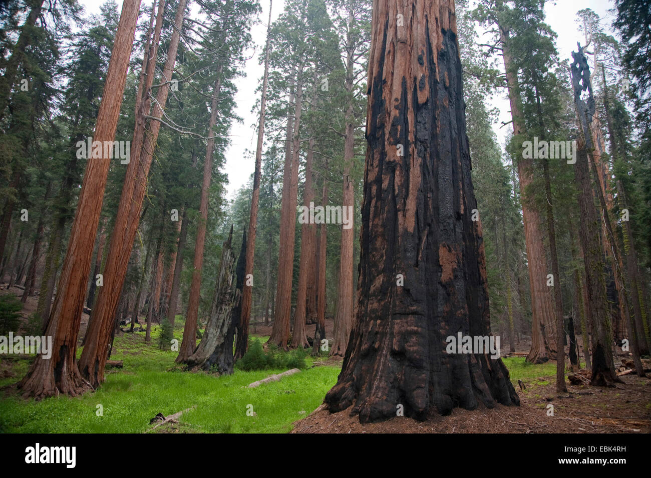 Le séquoia géant, géant (Sequoiadendron giganteum), les arbres de la ...