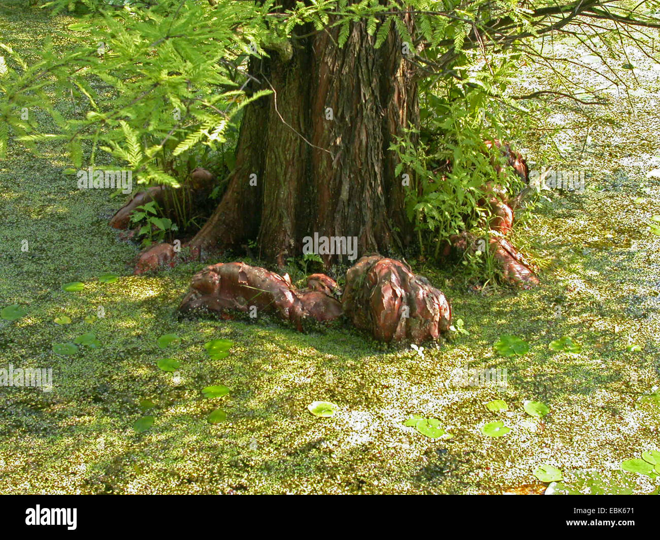 Baldcypress taxodium distichum Banque de photographies et d’images à ...