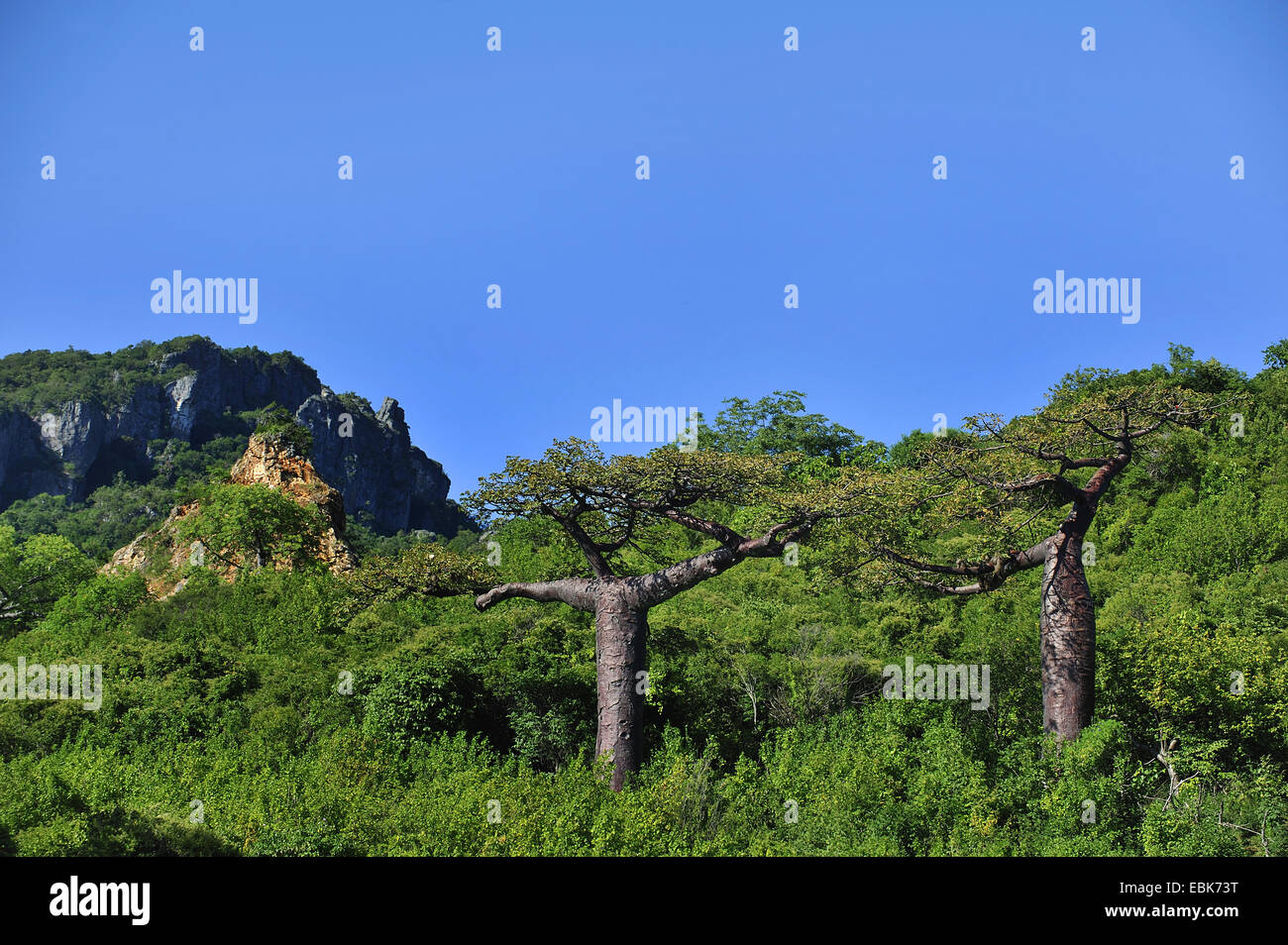 Baobab, pain de singe, singe tamarin (Adansonia spec.), de baobabs à la ...