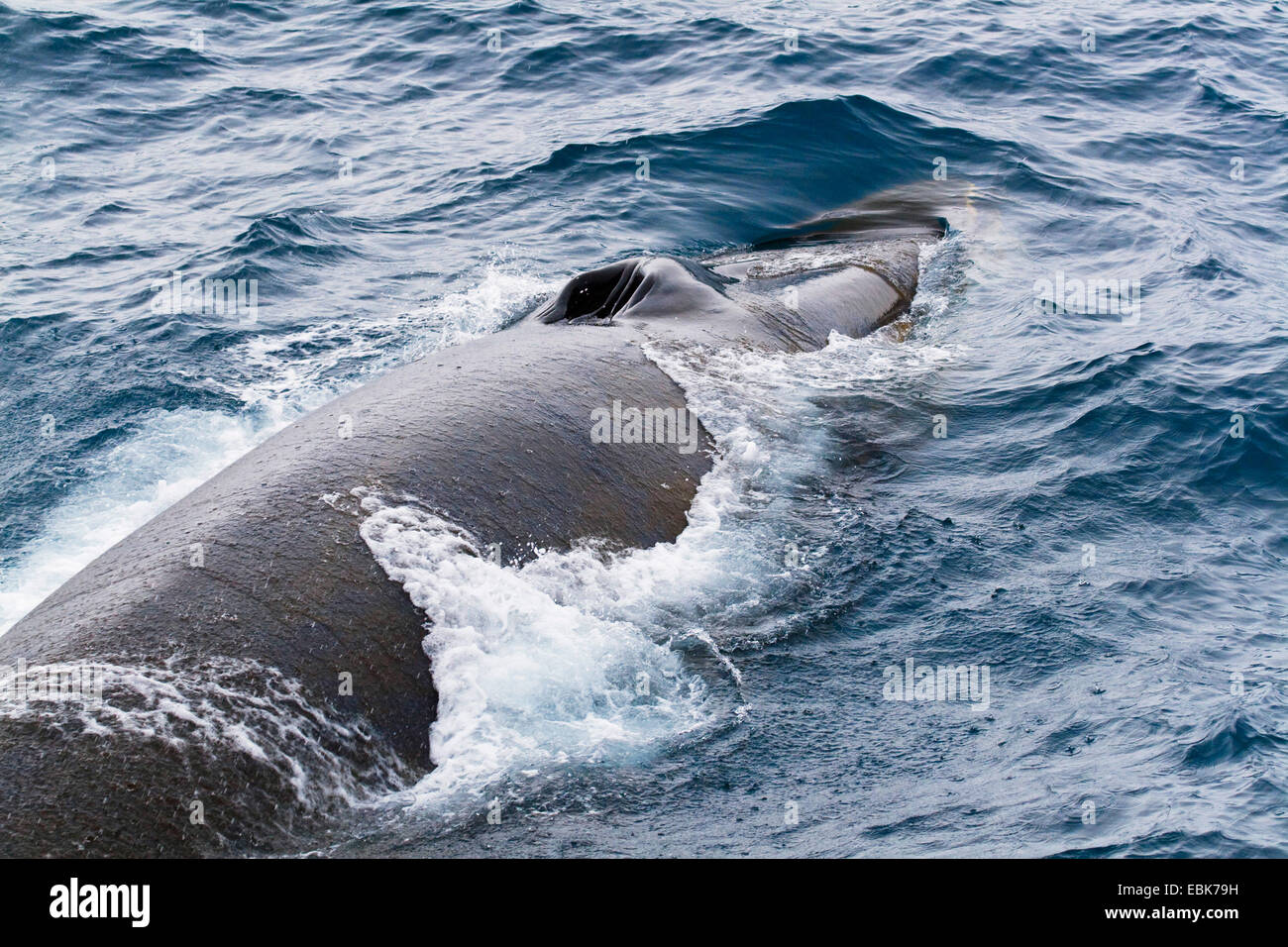 Common rorqual drawing Banque de photographies et d’images à haute ...