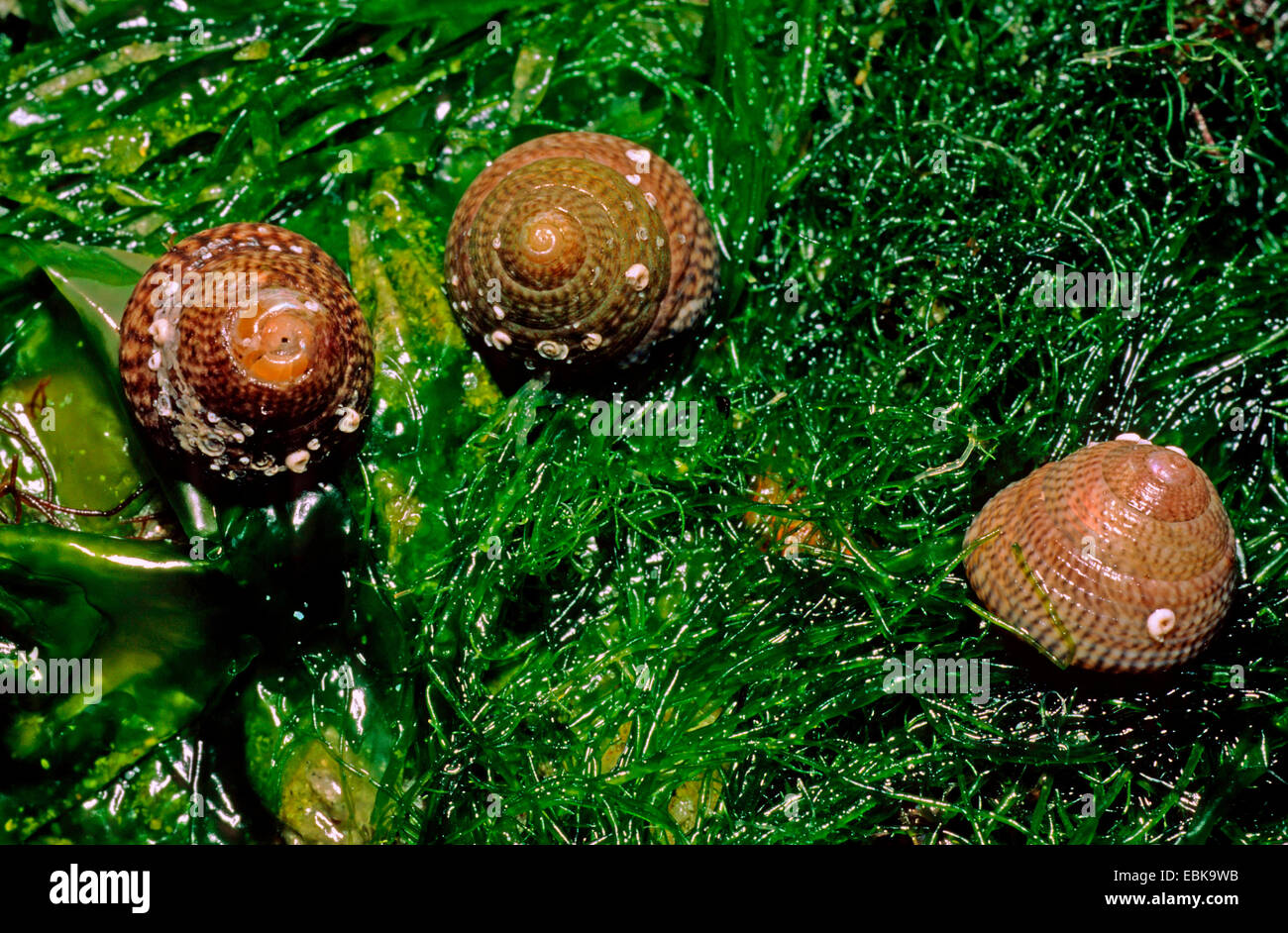 Gibbula cineraria Banque de photographies et d’images à haute ...