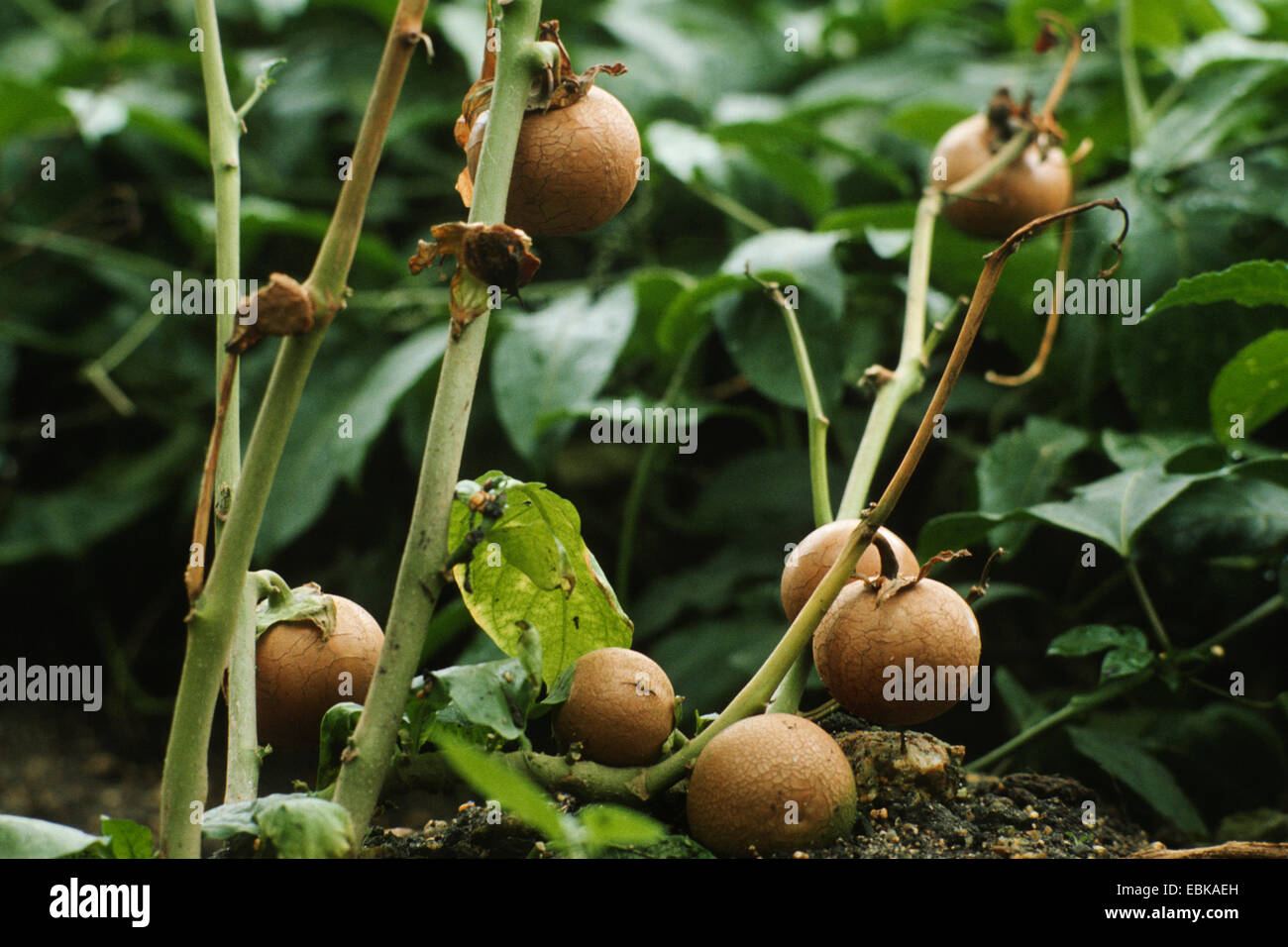 African eggplant solanum macrocarpon Banque de photographies et d ...