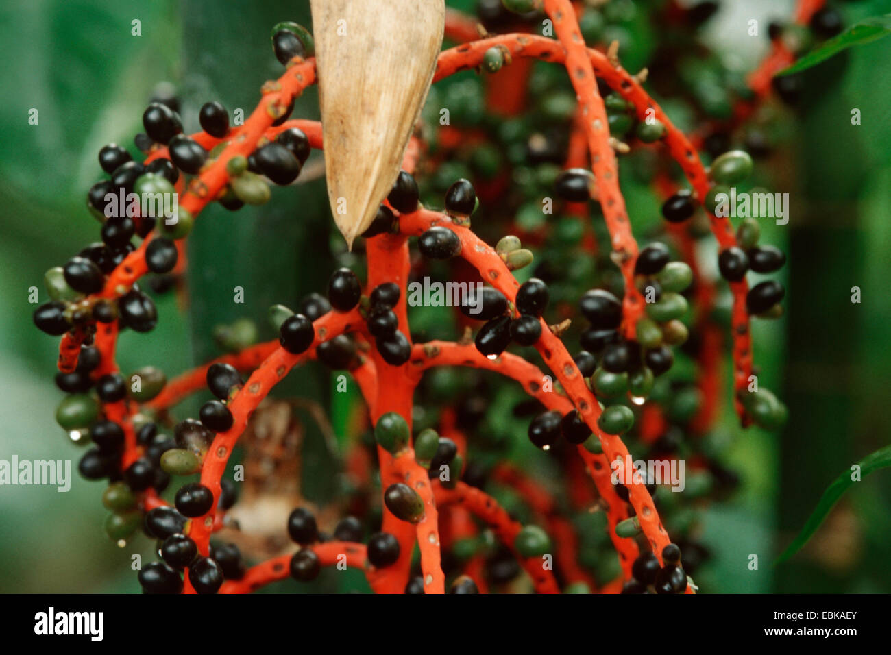 Palmier pacaya Banque de photographies et d’images à haute résolution ...
