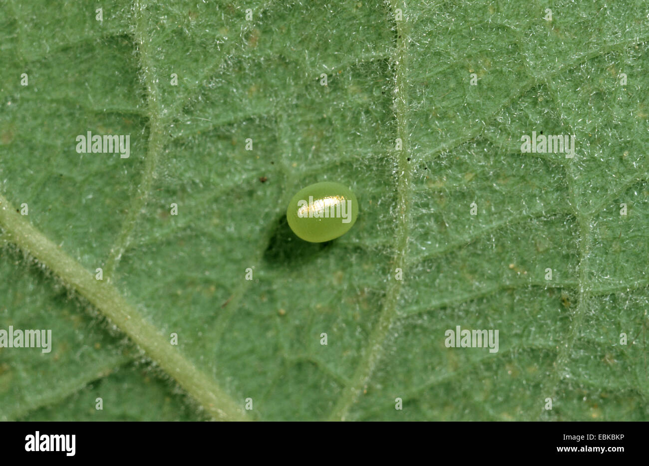 Sphynx (Smerinthus ocellata aux yeux bleus), des oeufs sur la face ...