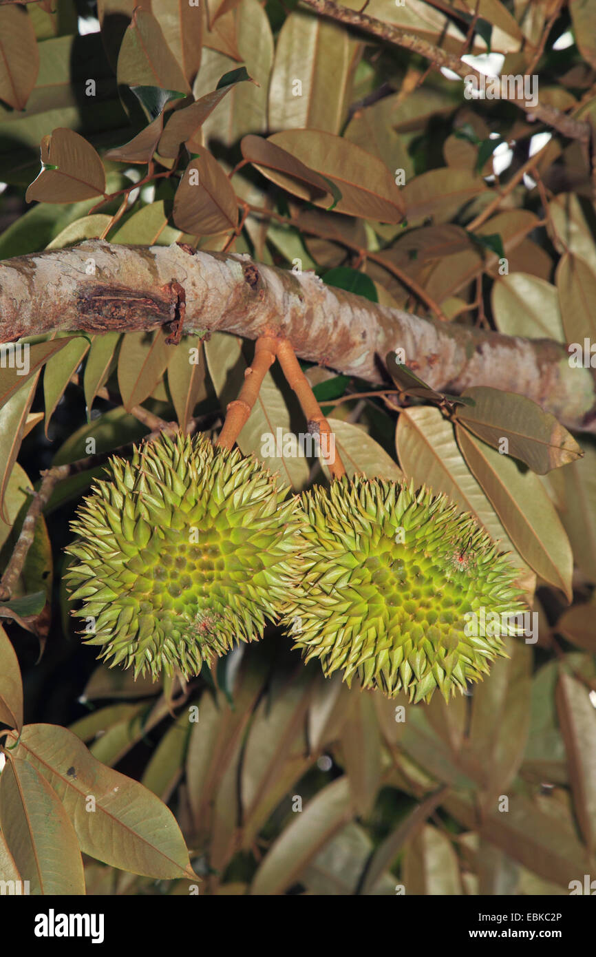 Fruits exotiques durian Banque de photographies et d’images à haute ...