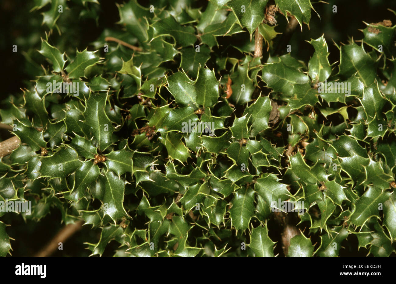 Chêne kermès (Quercus coccifera), de la direction générale Photo Stock ...