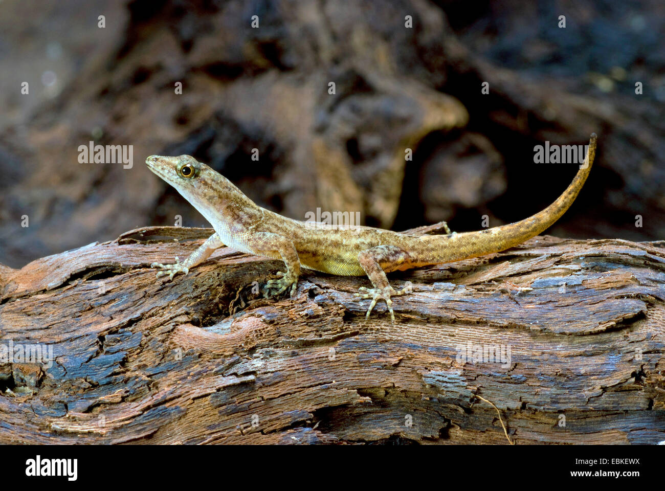 Bridled Gonatodes humeralis Gecko (forêt), side view Photo Stock - Alamy