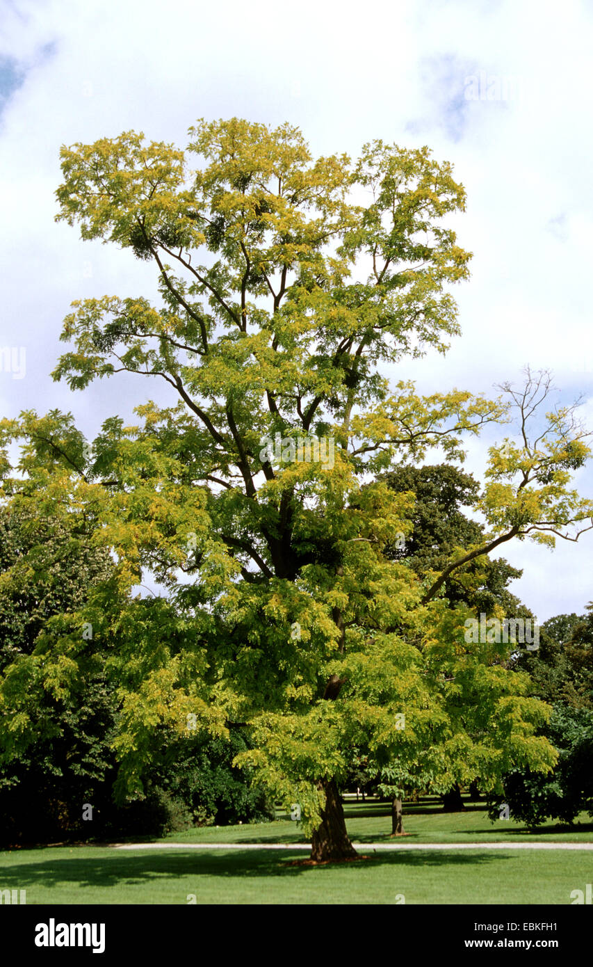 Le robinier, criquet commun, le robinier (Robinia pseudo-acacia ...