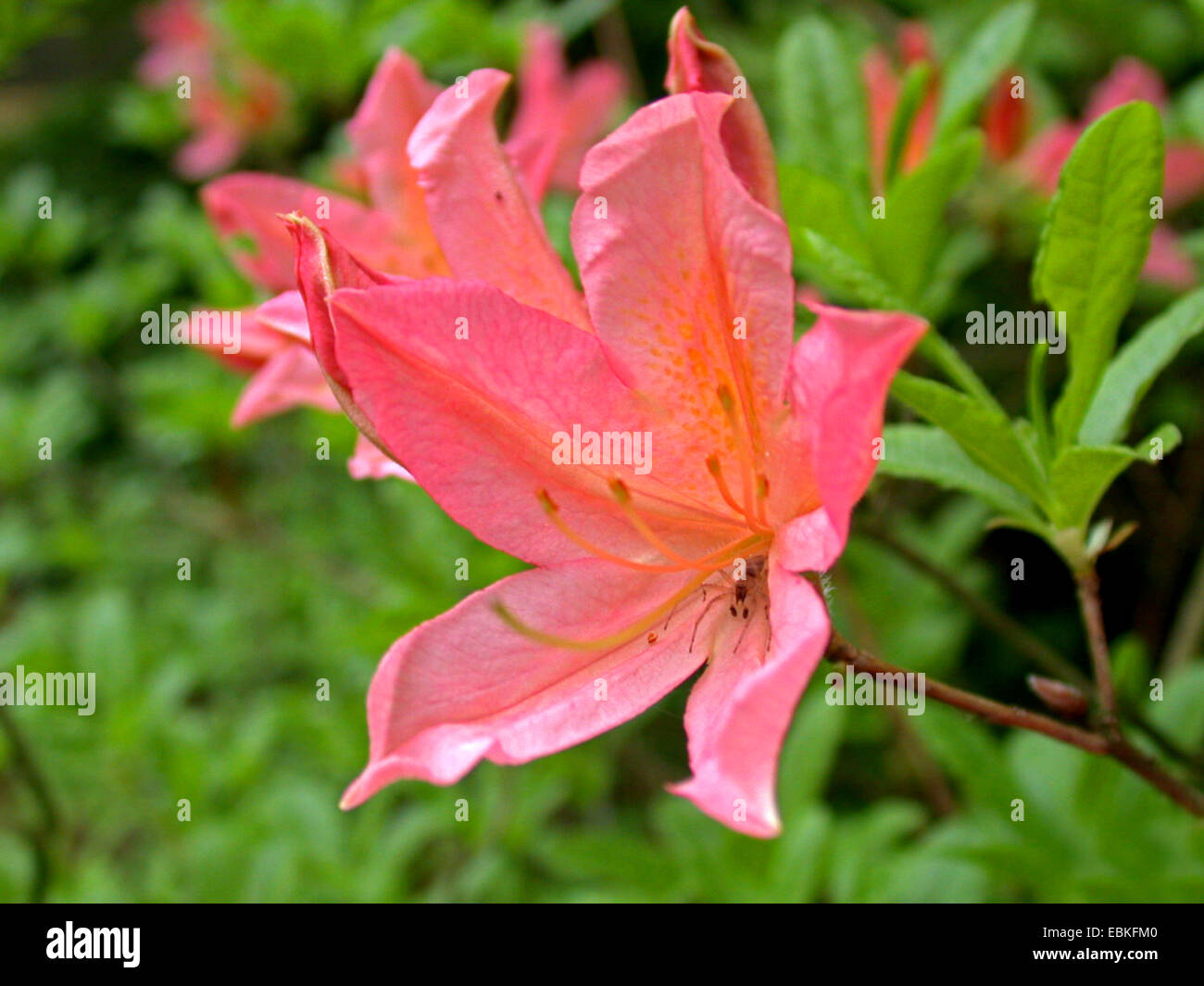 Azalea japonica pink spider Banque de photographies et d’images à haute ...