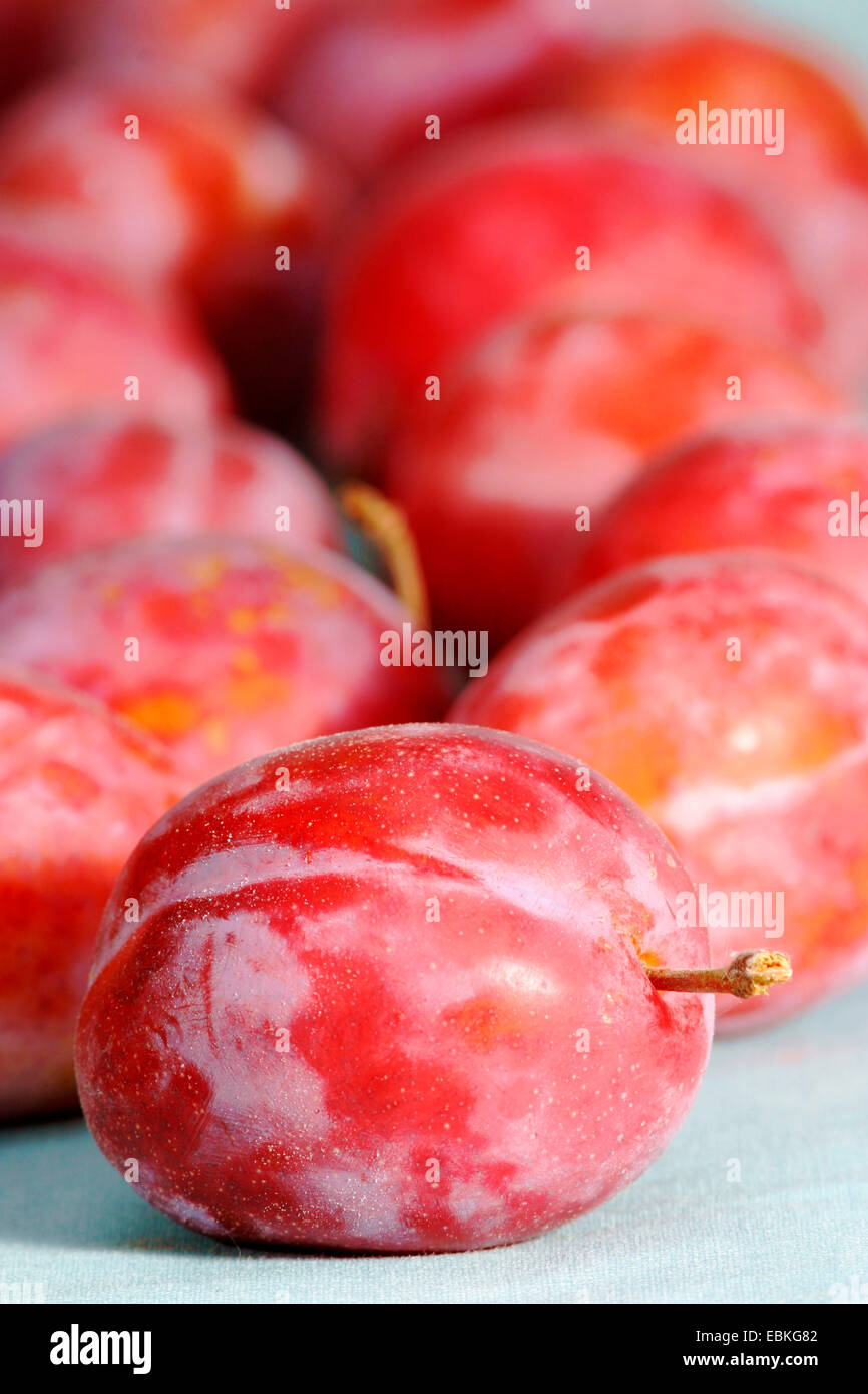 Prunus domestica subsp. domestica (Prunus domestica subsp. domestica ...