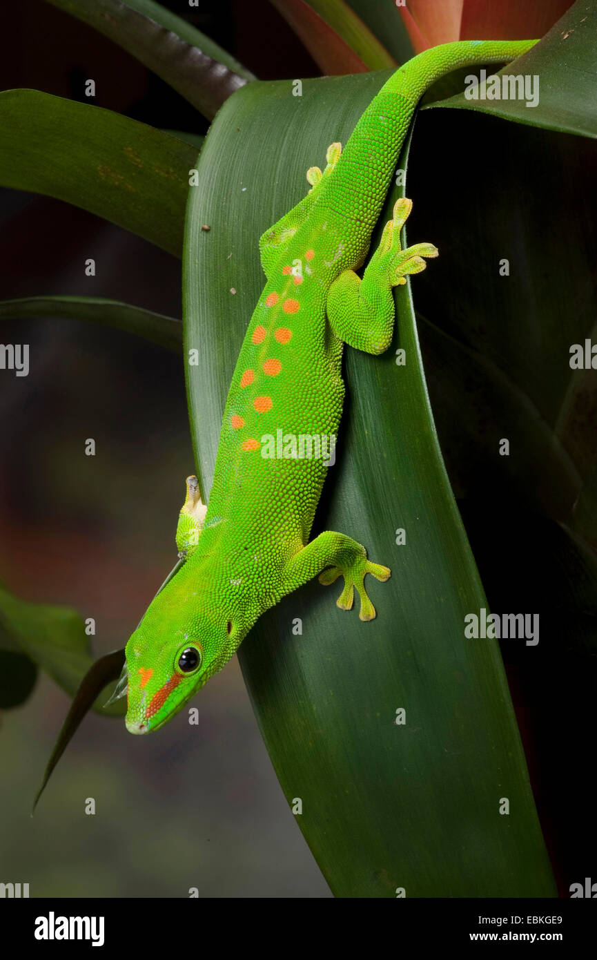 Madagascar day gecko Banque de photographies et d’images à haute ...