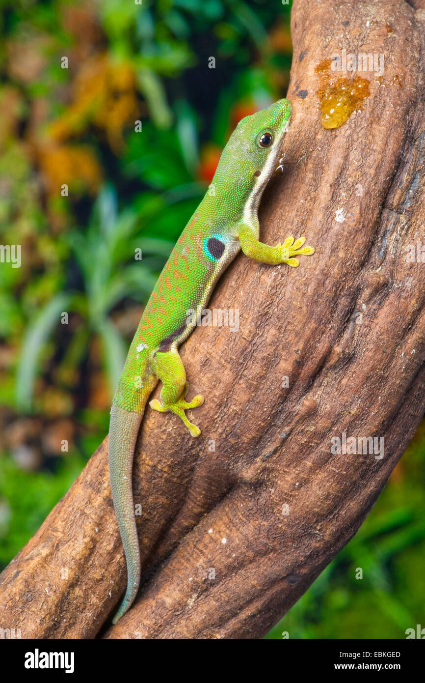 Racine aérienne Banque de photographies et d’images à haute résolution ...