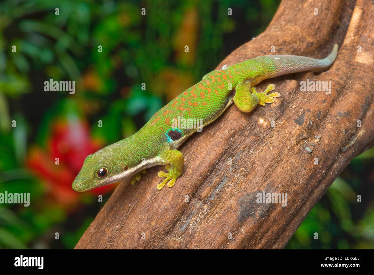 Racine aérienne Banque de photographies et d’images à haute résolution ...