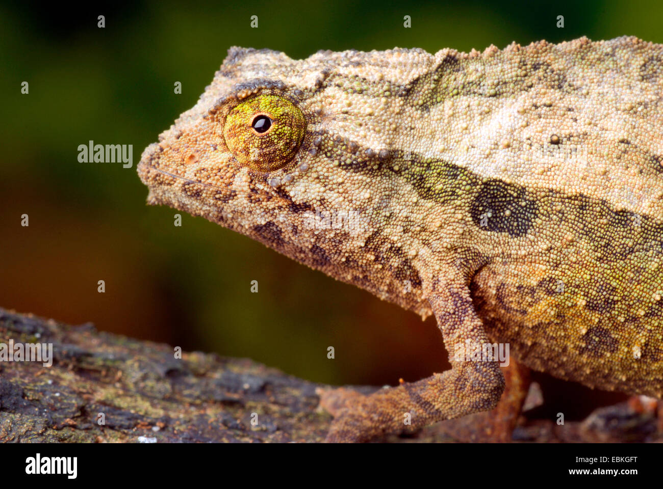Stump tailed chameleon Banque de photographies et d’images à haute ...