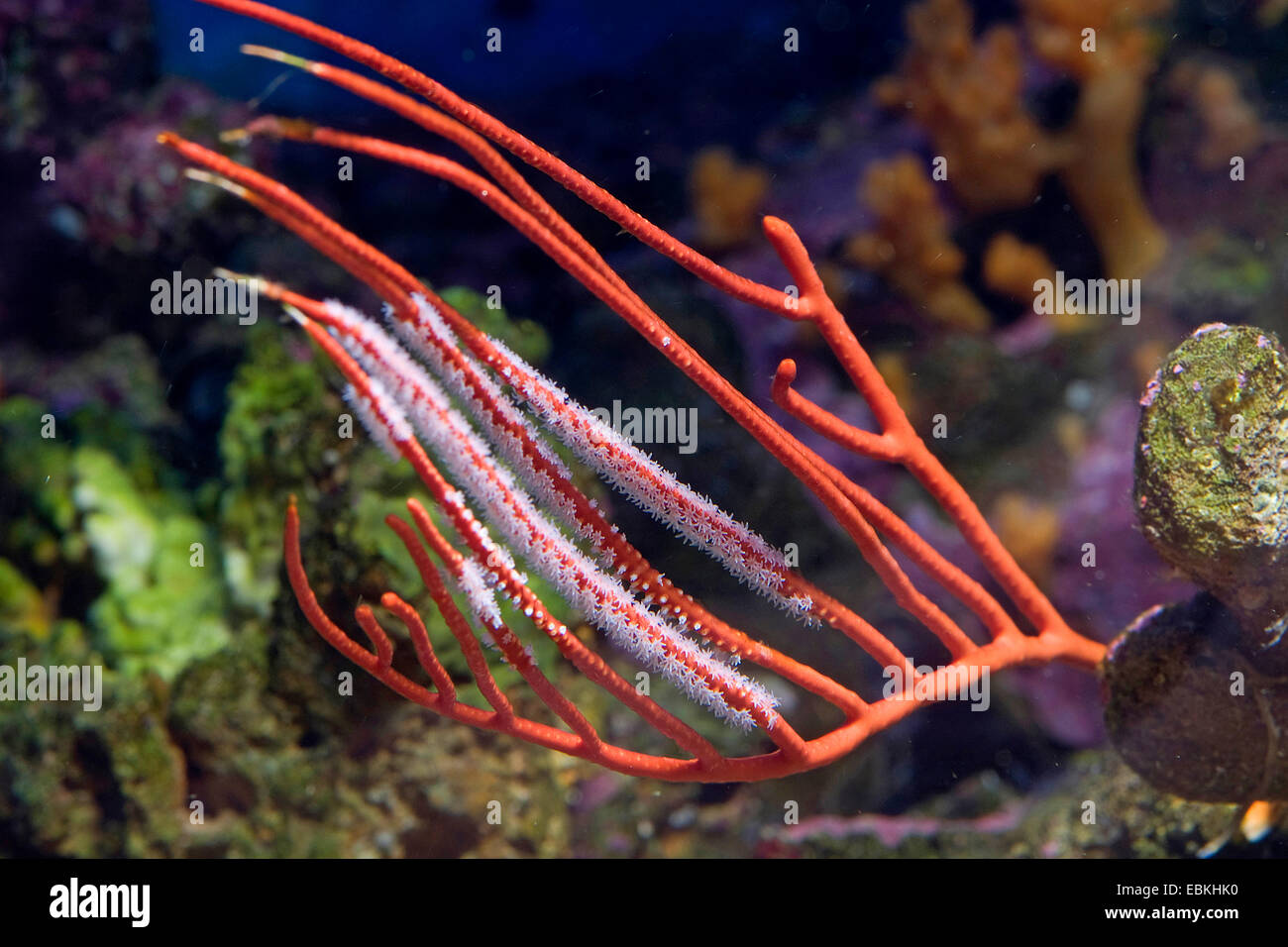 Ctenocella pectinata Banque de photographies et d’images à haute ...