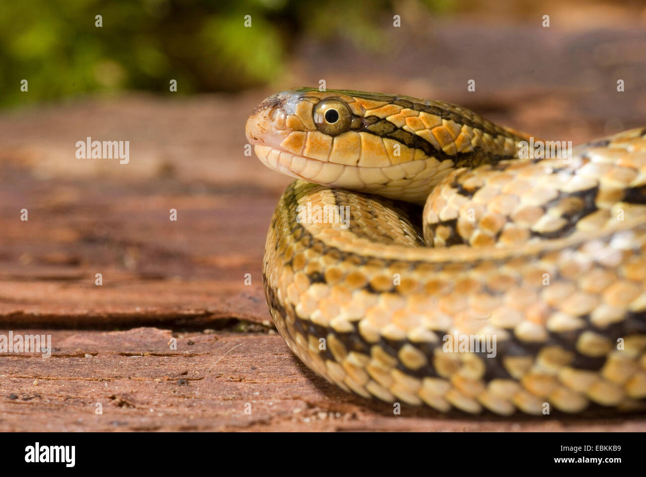 Couleuvre rouge Banque de photographies et d’images à haute résolution ...