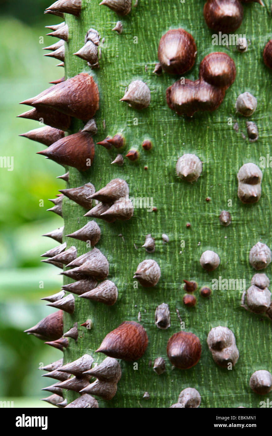 Kapokier (Ceiba pubiflora), le tronc d'épines Photo Stock - Alamy