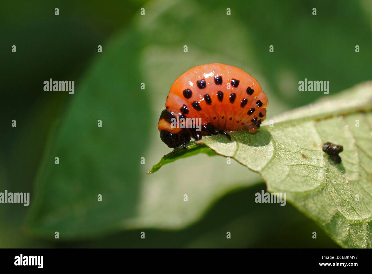 Le doryphore Banque de photographies et d’images à haute résolution - Alamy