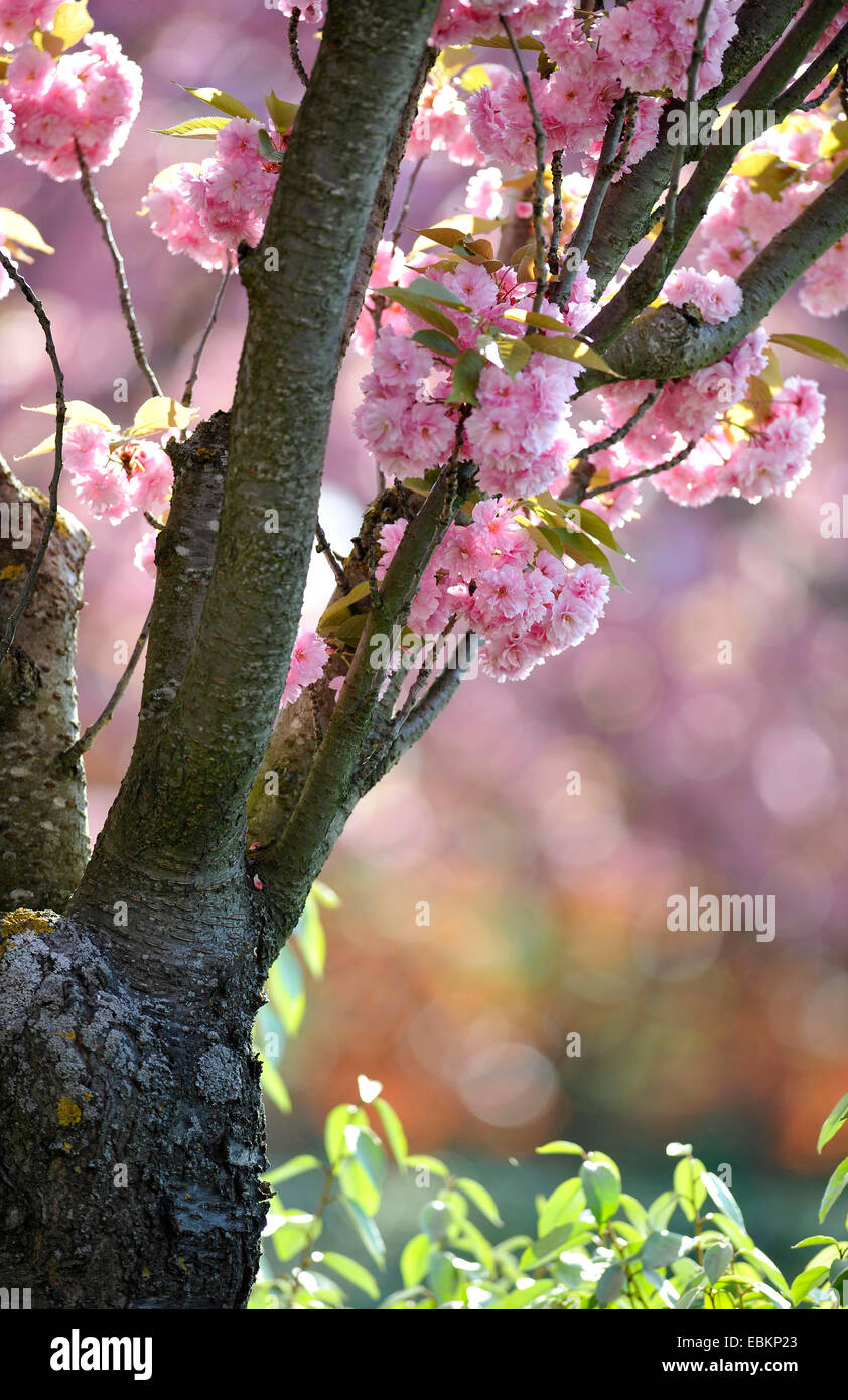 Fleurs de cerisier roses doubles Banque d'image et photos - Alamy