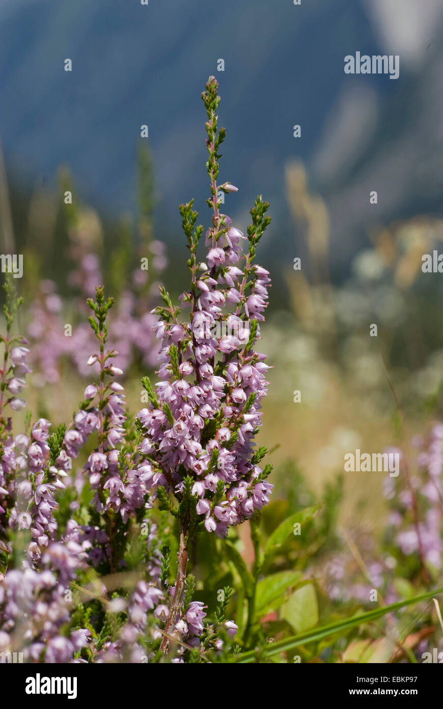 Bruyère commune, callune, bruyère (Calluna vulgaris), la floraison ...